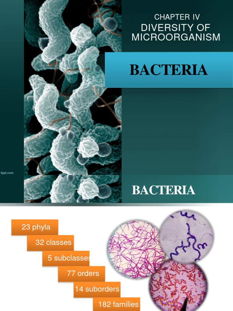 Bacteria | PDF | Bacteria | Cell (Biology)