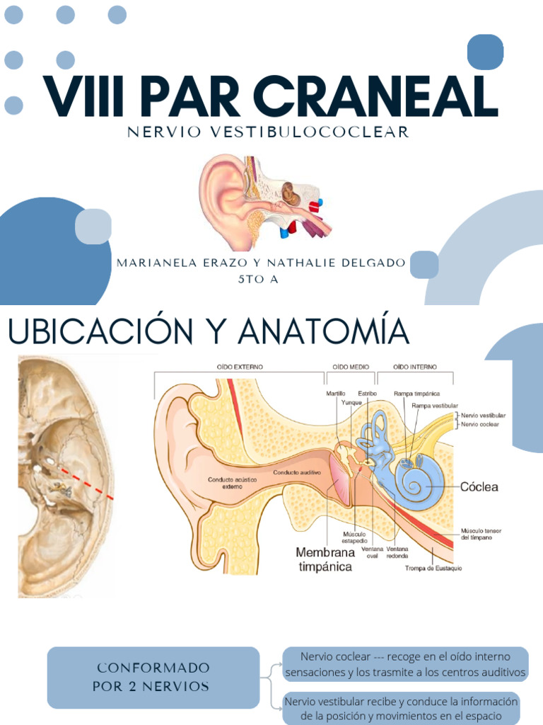 Viii Par Craneal | PDF