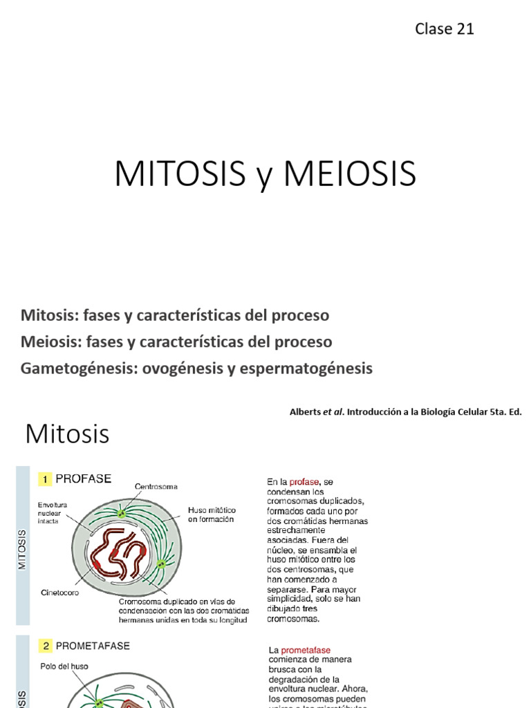 CLASE 21. MITOSIS y MEIOSIS | Descargar gratis PDF | Mitosis | Mitosis