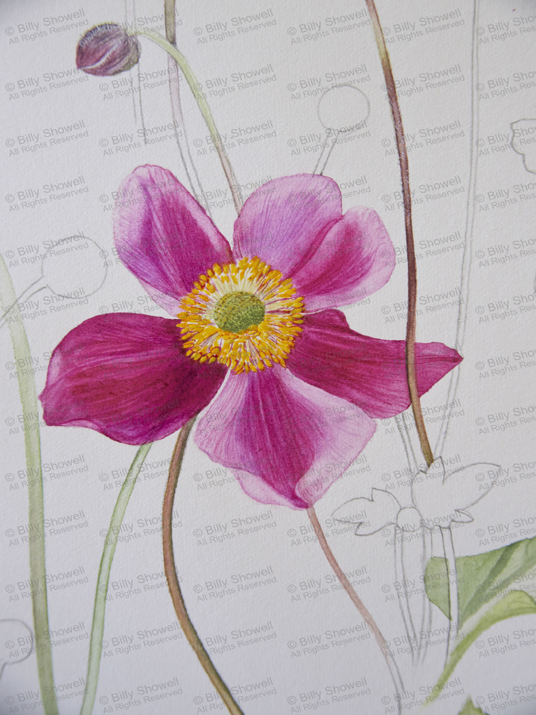 Deep Pink Japanese Anemone Painting Supplies | PDF
