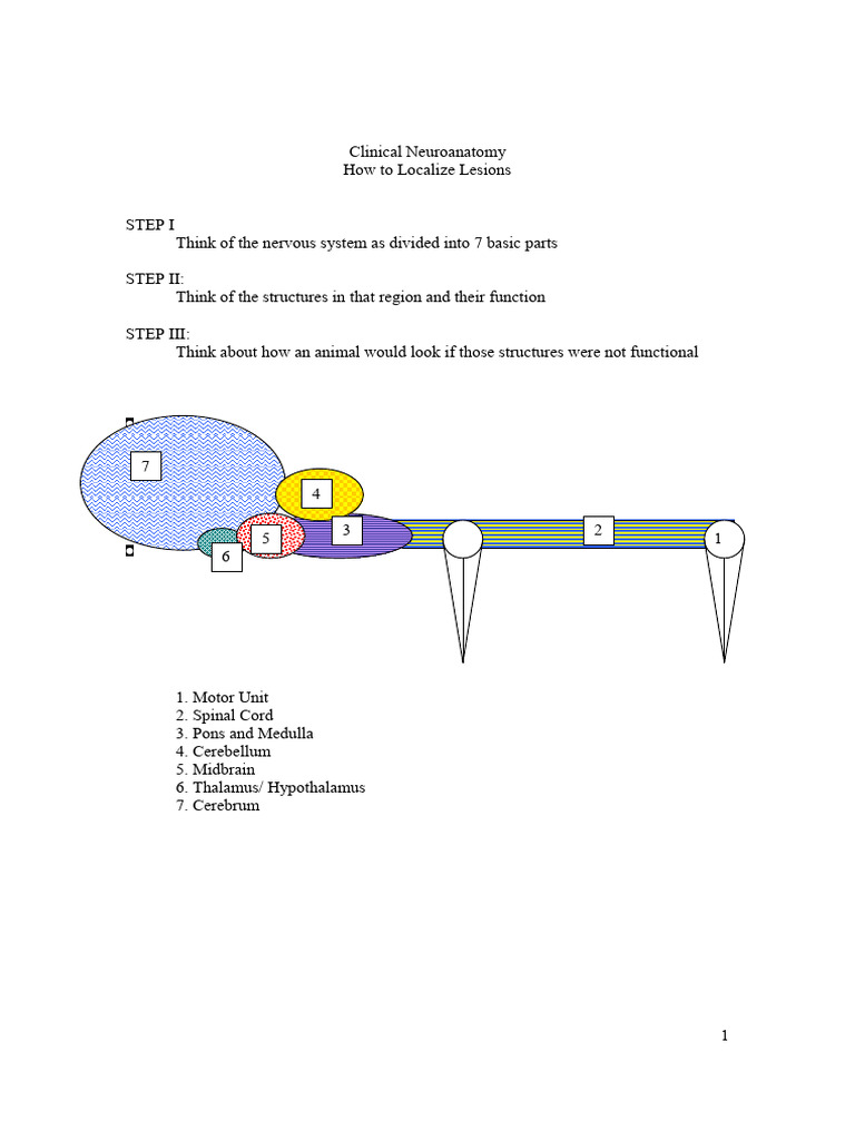 01 KI 2011 09 19, 20, 21, 22 - Localizing Lesions Notes | PDF | Motor ...