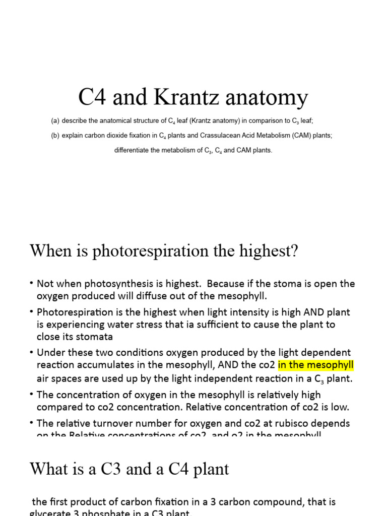 C4 and CAM Leaf Anatomy Explained | PDF | Leaf | Photosynthesis