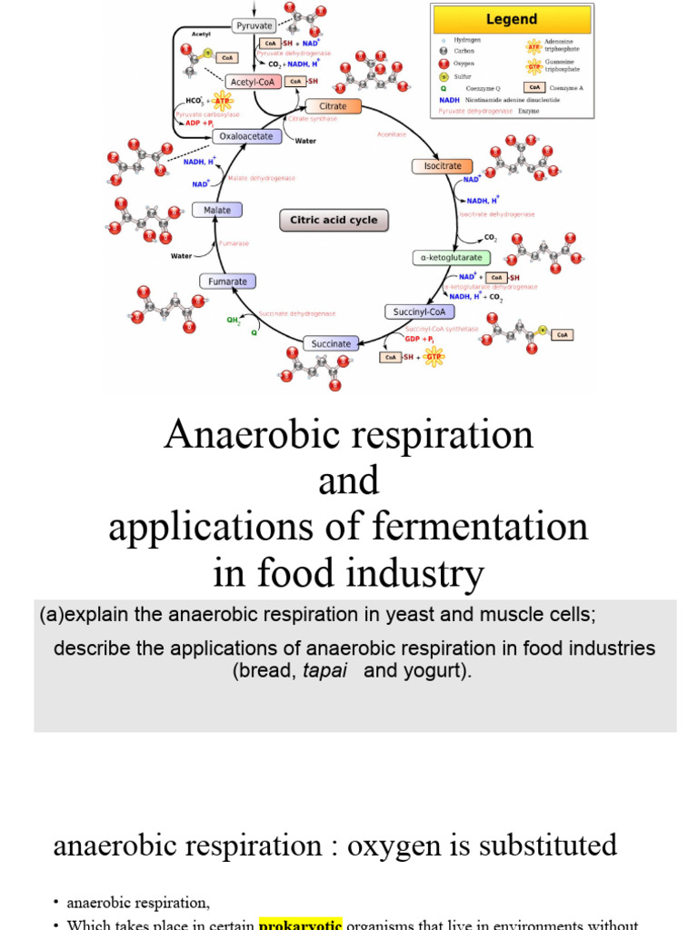 Lesson 5 Anaerobic Respiration and Fermentation | PDF | Cellular ...