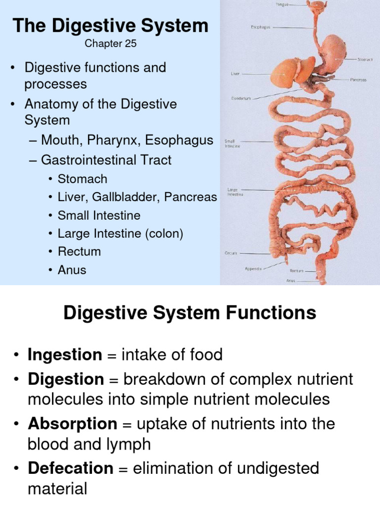 chap25_digestive | PDF | Stomach | Bile