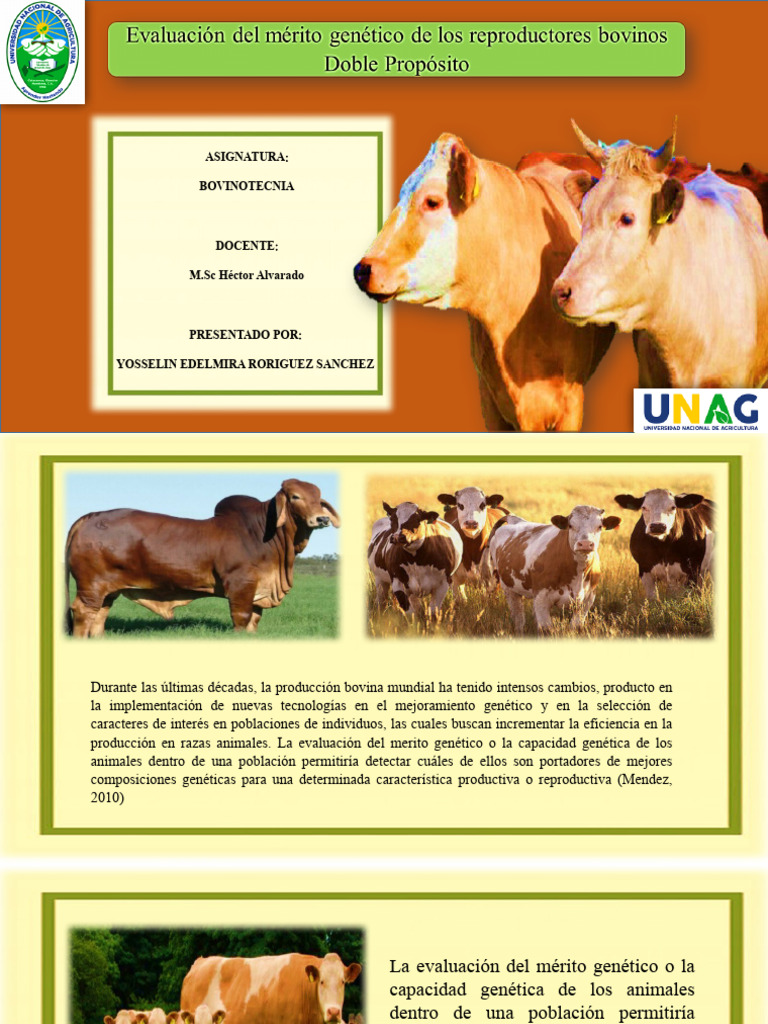 Diapositivas de manejo genético y reproducción bovina (Yosselin ...