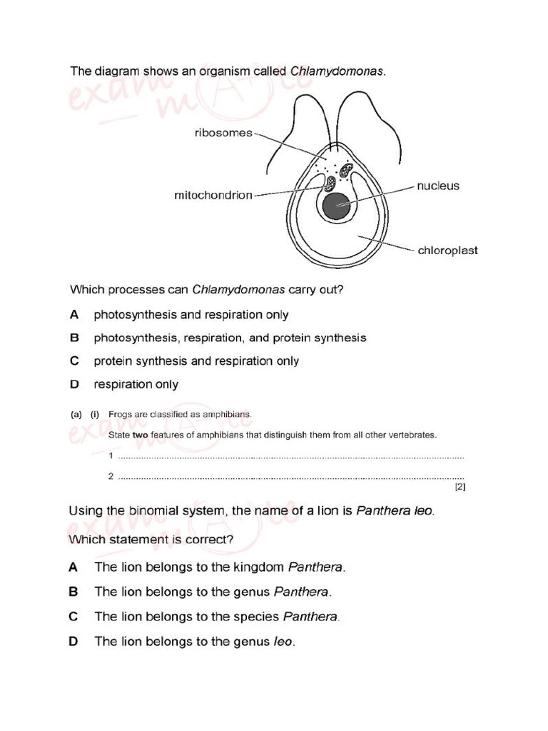 Homework-Biology-CLassification | PDF