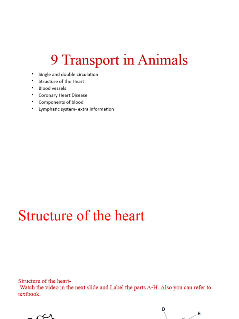 9 Transport in Animals | PDF | Heart | Artery