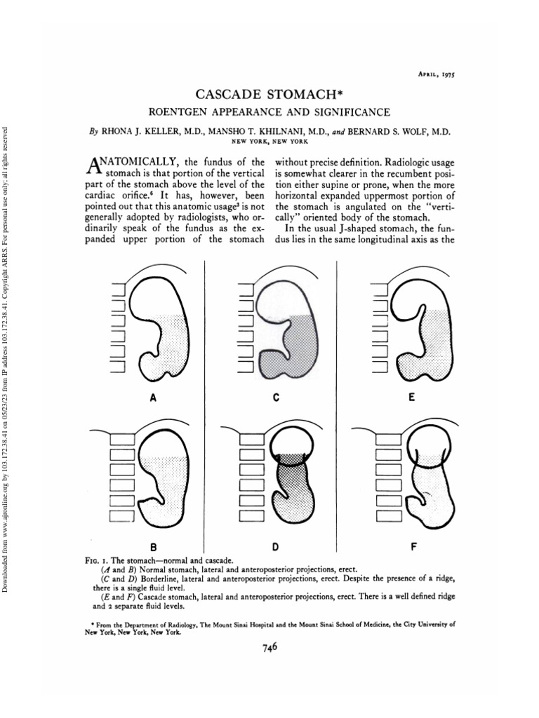 Stomach | PDF | Stomach | Anatomical Terms Of Location