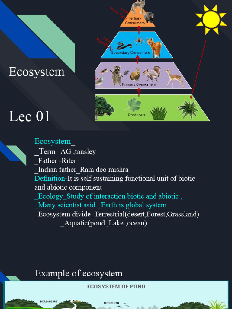 Energy Flow in An Ecosystem | PDF | Ecosystem | Food Web