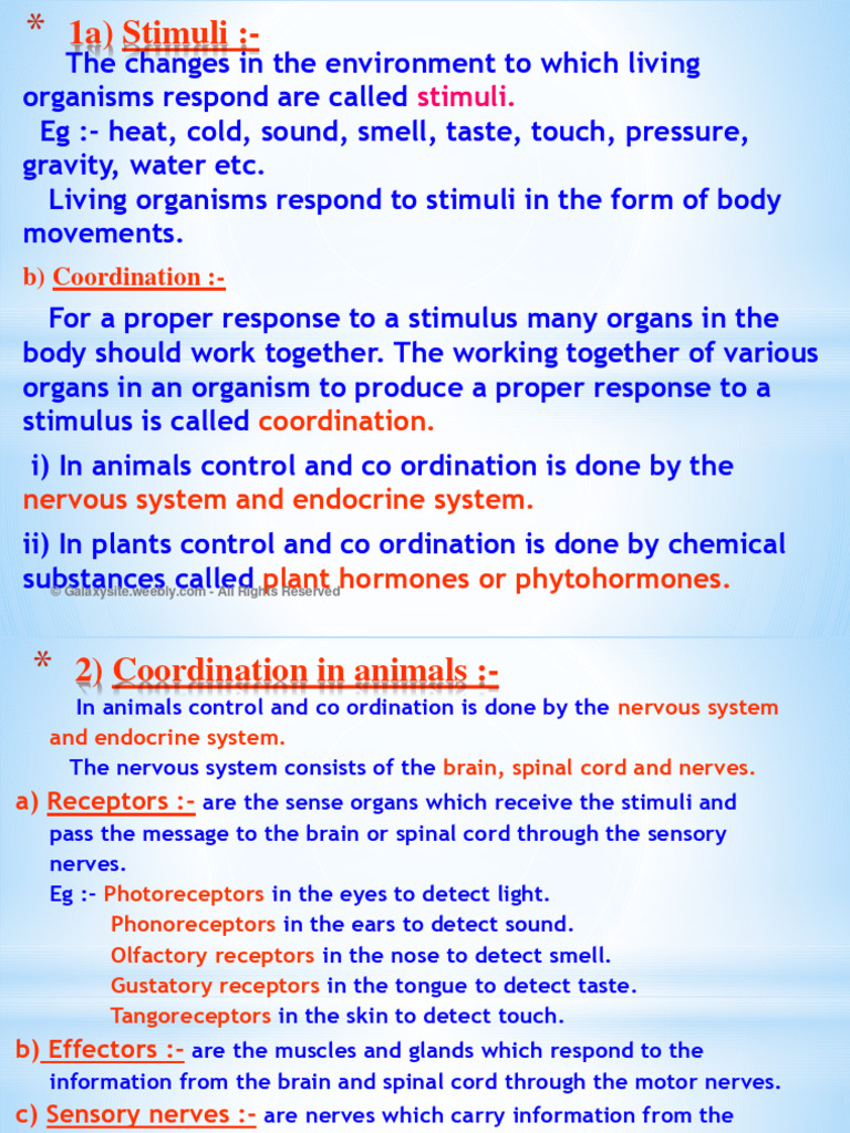 Control and Coordination | PDF | Nervous System | Neuron