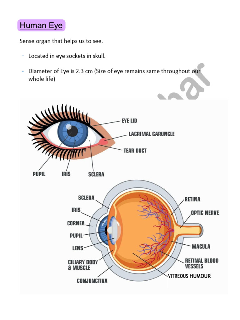 Human Eye and Colourful - Docx2 | PDF | Eye | Refraction
