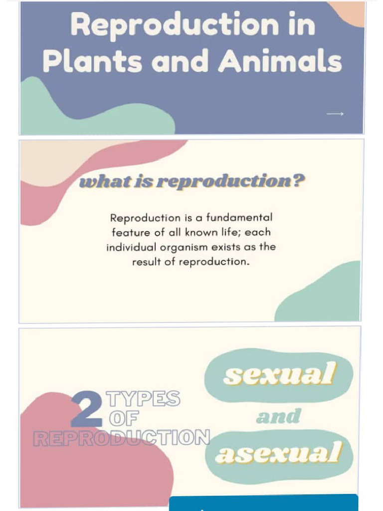 Document From ESHA Fatima | PDF