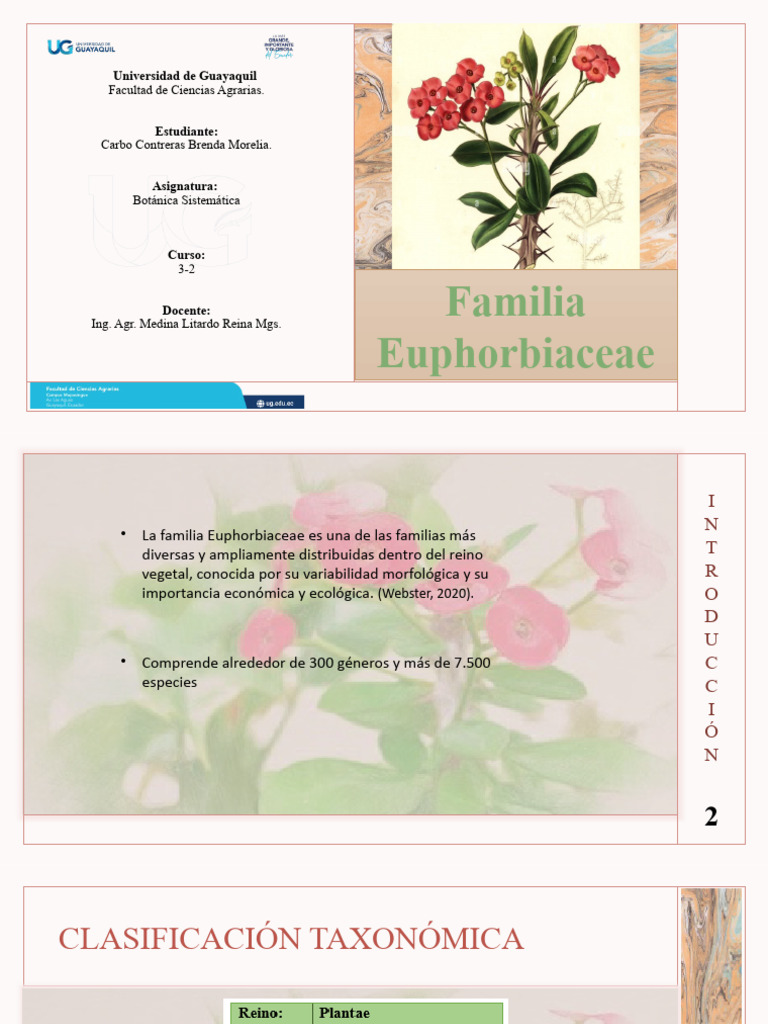 Características de Euphorbiaceae | PDF | Plantas | Botánica