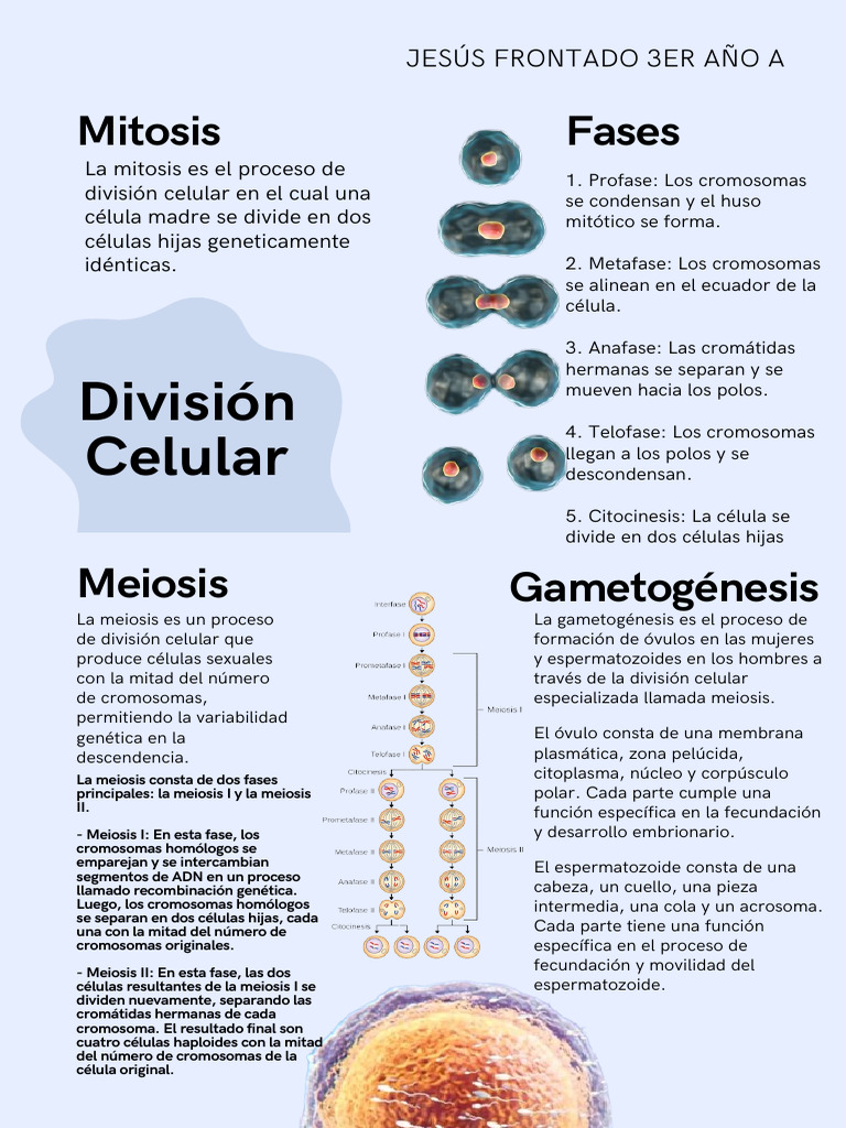 Mitosis y Meiosis: Procesos de División Celular | PDF | Mitosis | Mitosis