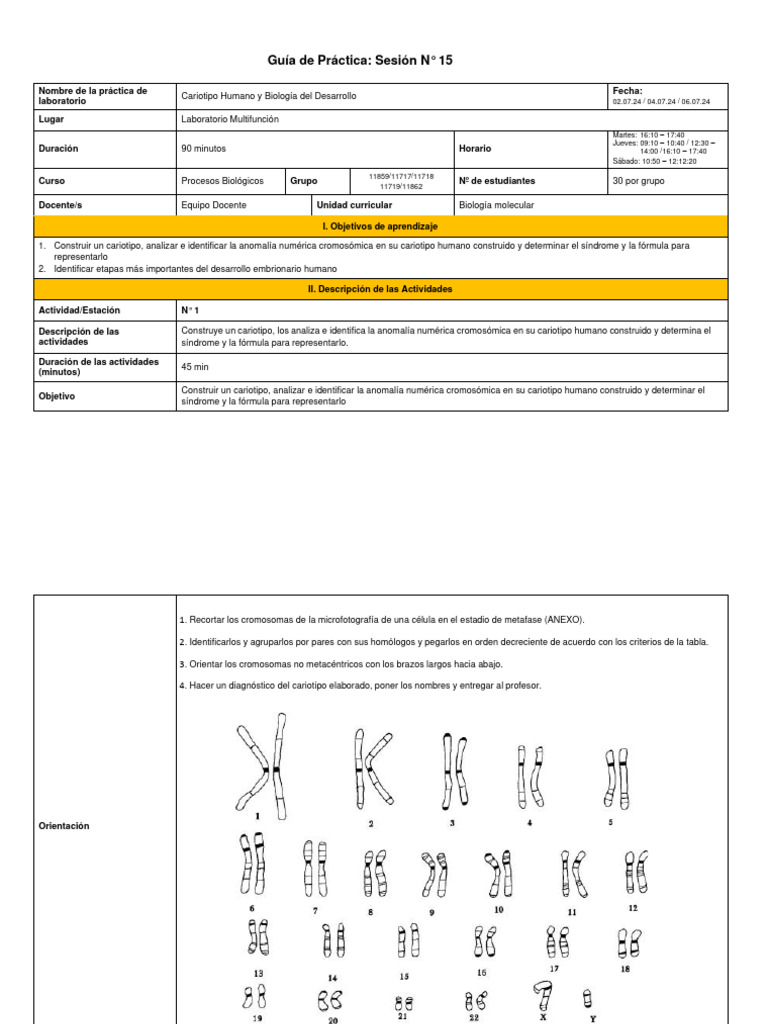 Guía de Práctica N°15 | PDF | Cariotipo | Cromosoma
