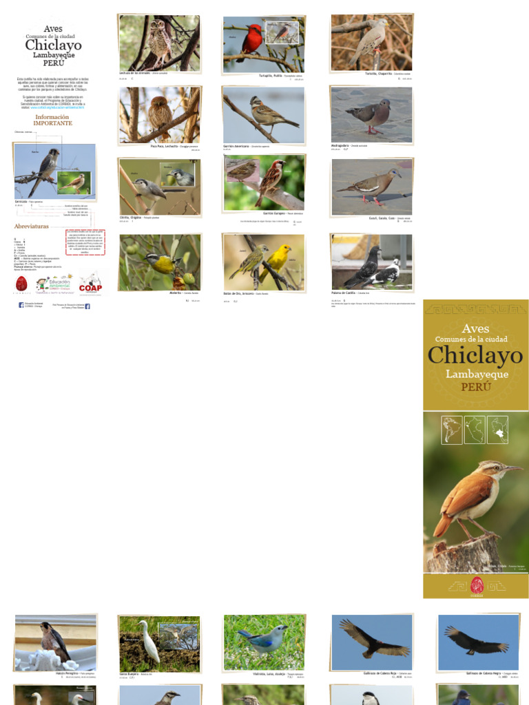 546320613-guia-de-aves-comunes-de-chiclayo-corbidi-2020 | Descargar ...