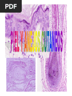 Células de Merkel: Función y Estructura | PDF | Anatomía | Biología Celular