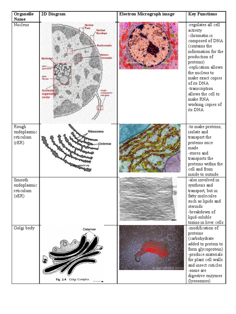 Organelle Name 2D Diagram Electron Micrograph Image Key Functions | PDF