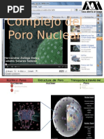 Estructura Del Complejo Del Poro Nuclear-2 | Nucleo celular | Citoplasma