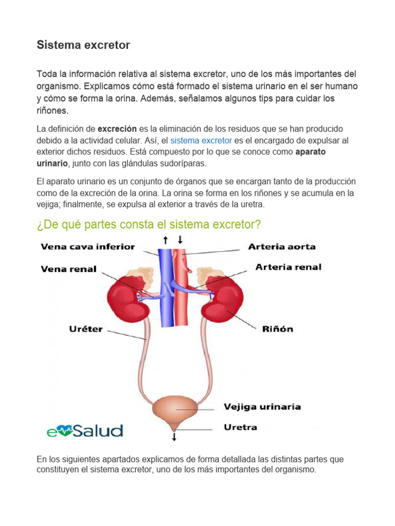 Sistema Excretor | PDF | Sistema urinario | Riñón