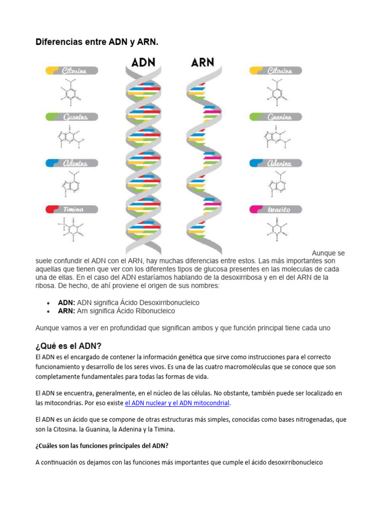 Diferencias entre ADN y ARN | Descargar gratis PDF | Rna | Adn