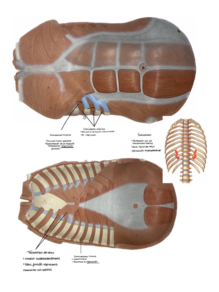 Músculos Intercostales y Funciones Respiratorias | PDF