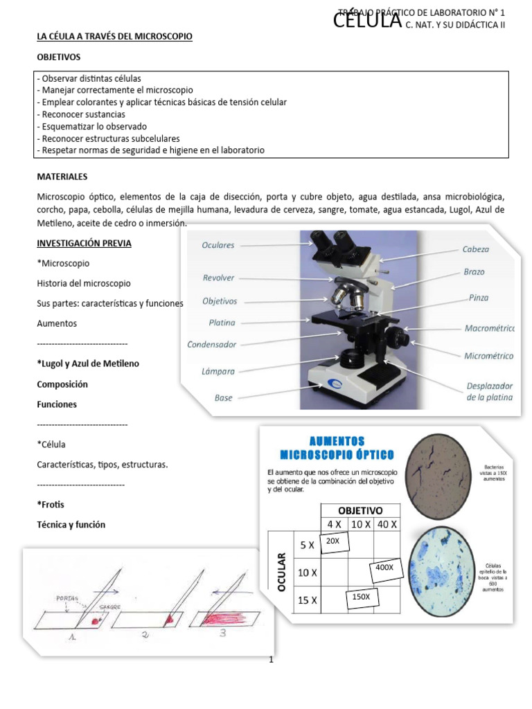 T.P. Laboratorio1 - Celulas | PDF | Laboratorios | Microscopio