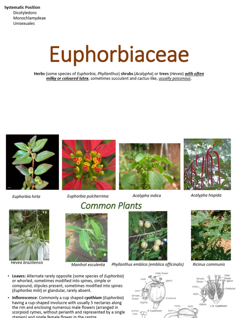 Euphorbiaceae-Palmae and Poaceae PDF | PDF | Plants | Plant Morphology