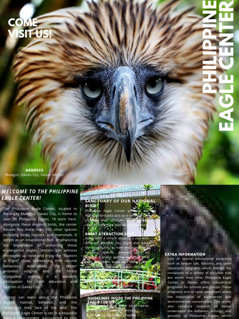 Philippine Eagle Center (Draft) | PDF | Conservation Biology | Eagle