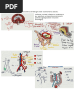 Protocolo Blue | PDF | Enfermedades y trastornos | Neumología
