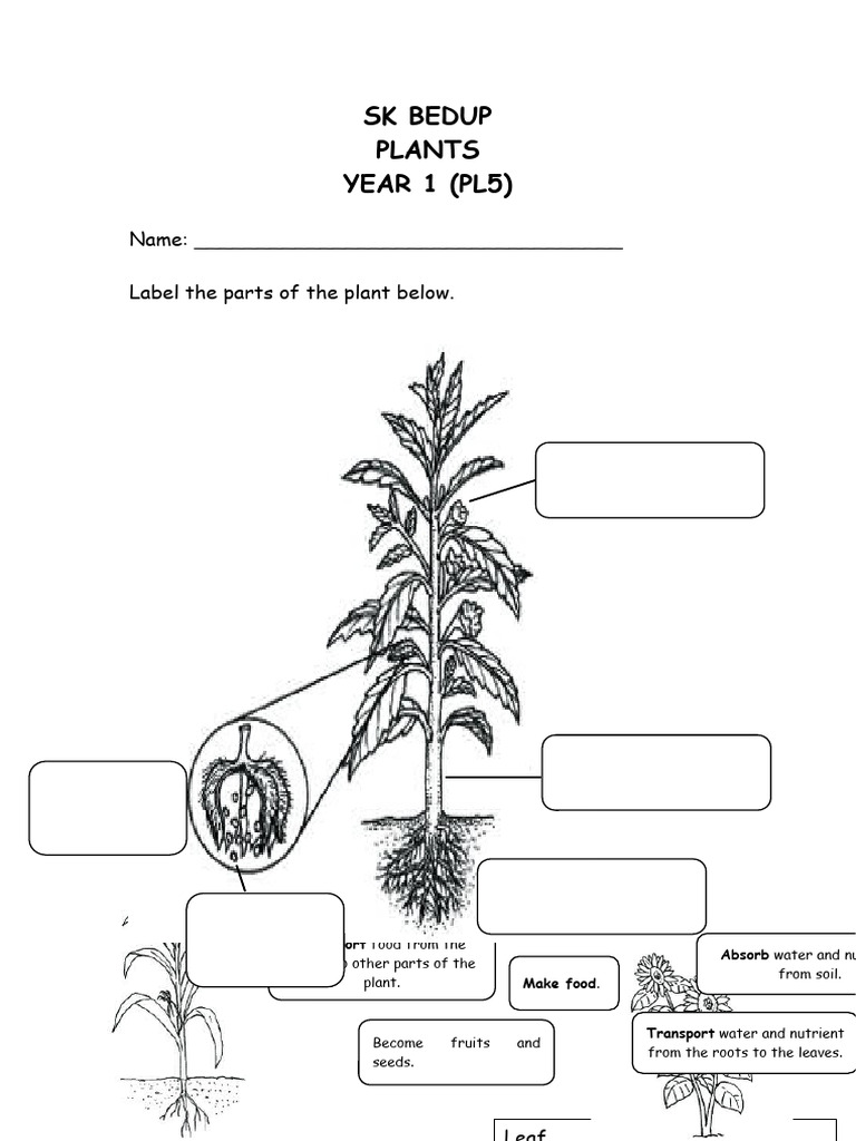 The Importance of Parts of Plant | PDF