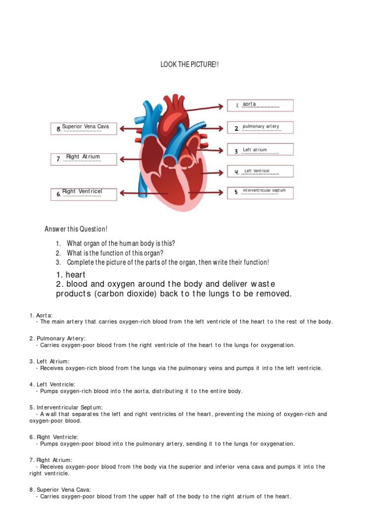 Human Heart Anatomy and Functions | PDF | Atrium (Heart) | Ventricle ...