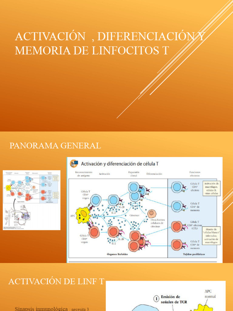 Activación , Diferenciación y Memoria de Linfocitos t | PDF