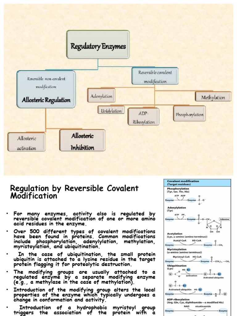 regulatory enzymes | PDF | Enzyme | Phosphorylation