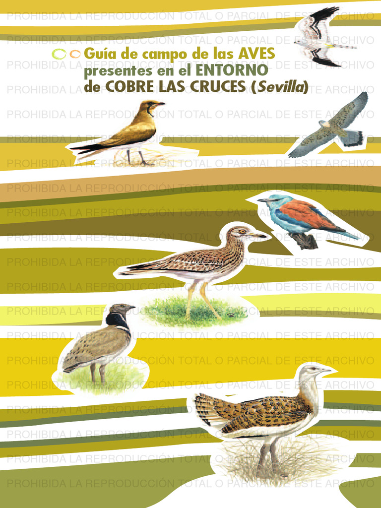 Guia de Aves | PDF | Aves | Ornitología