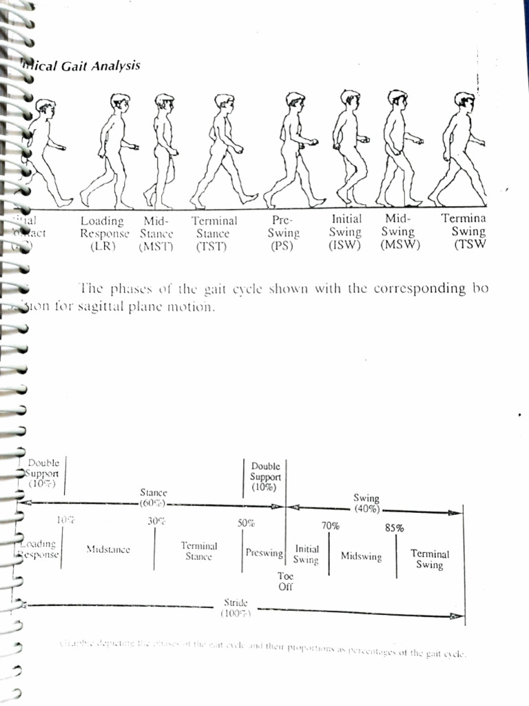 Gait Analysis | PDF | Foot | Soft Tissue