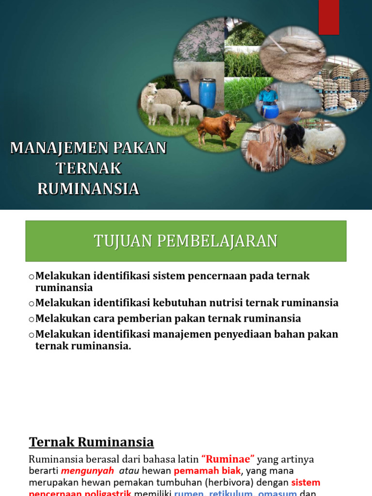 Manajemen Pakan Ternak Ruminansia | PDF