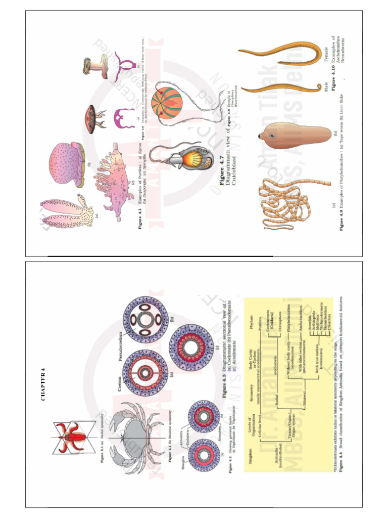 All Ncert Diagram | PDF