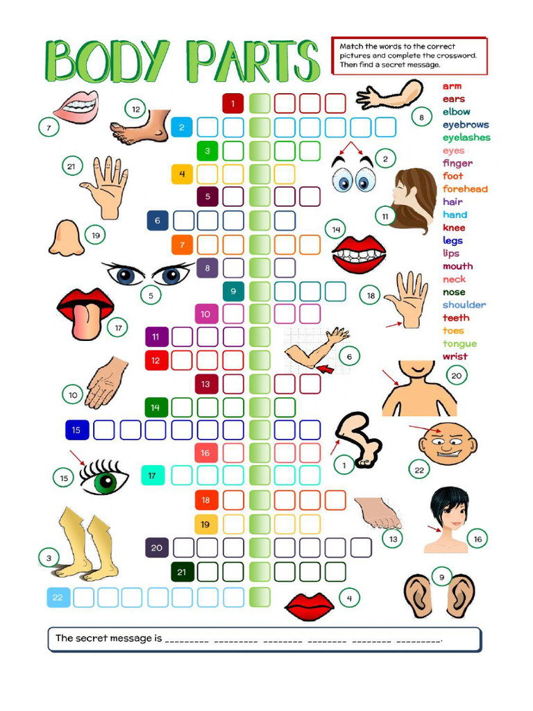 ESL WK 27 Homework Body Parts Crossword | PDF