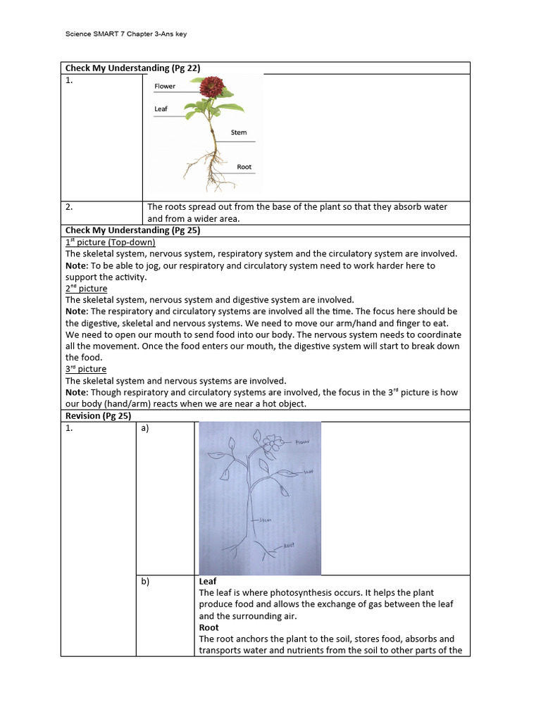 Science SMART 7 Chapter 3-Ans Key | PDF | Respiratory System | Human Body