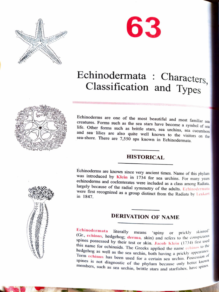 Echinoderm at A | Download Free PDF | Zoology