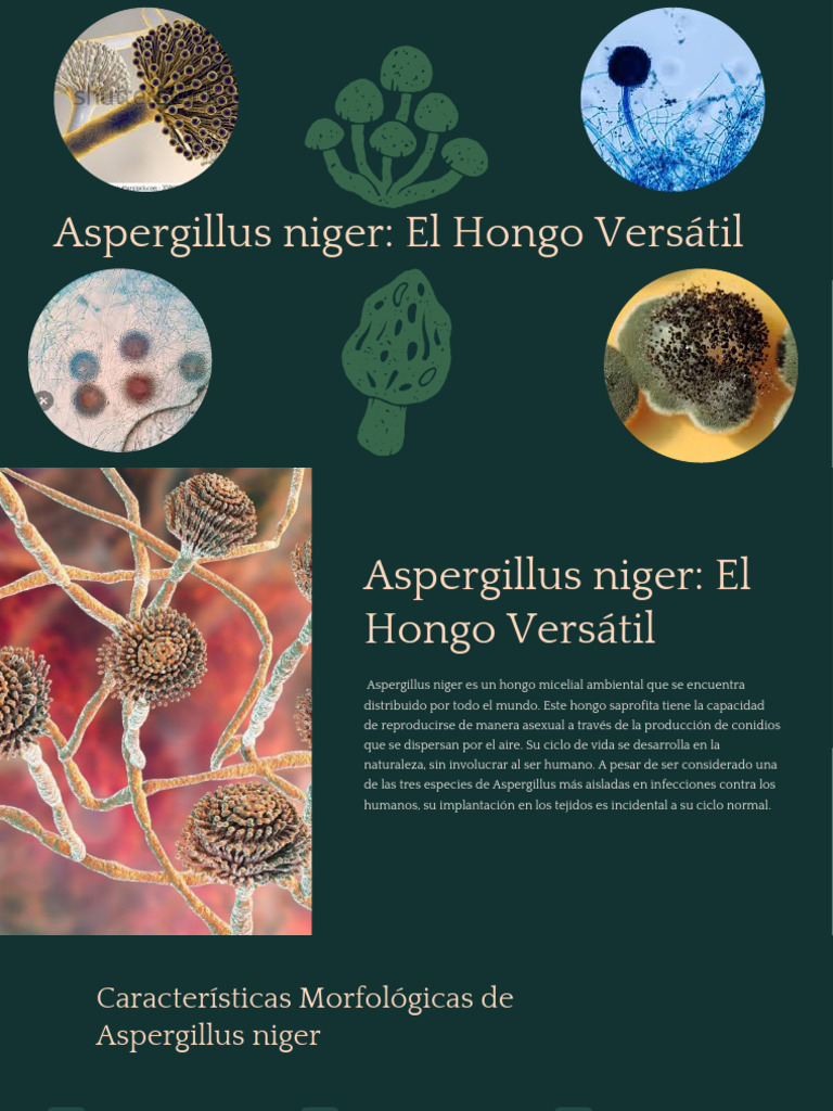 Aspergillus Niger El Hongo Versatil - PPTX - 20240508 - 060939 - 0000 ...