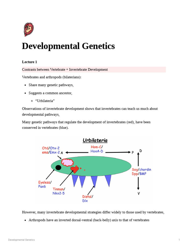 Developmental Genetics | PDF | Developmental Biology | Biology