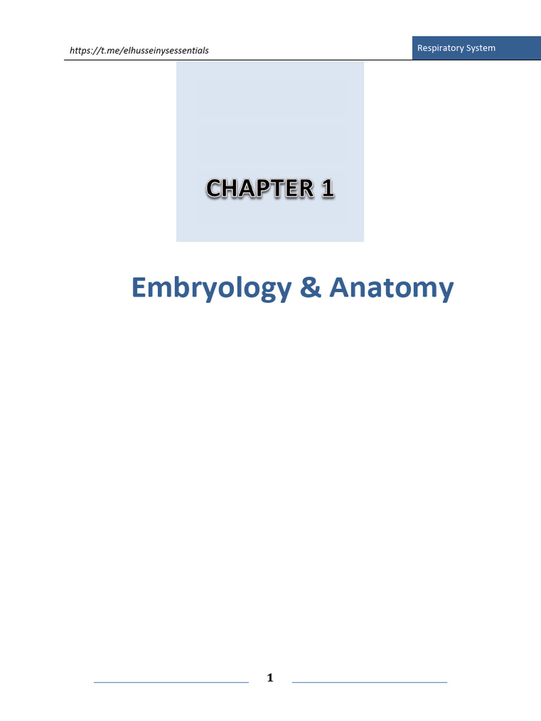 Respiratory System | PDF | Respiratory Tract | Lung