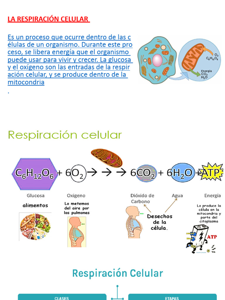 Respiración Celular | PDF