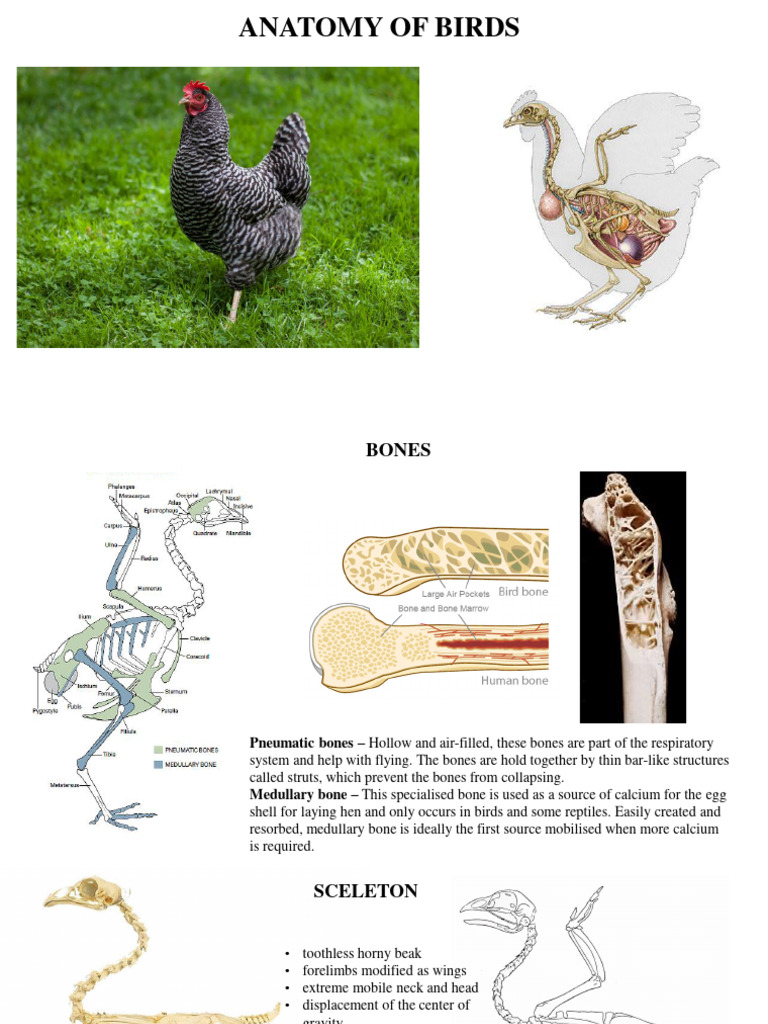 Bird Anatomy: Bones, Muscles, and Systems | PDF | Vertebra | Vertebral ...