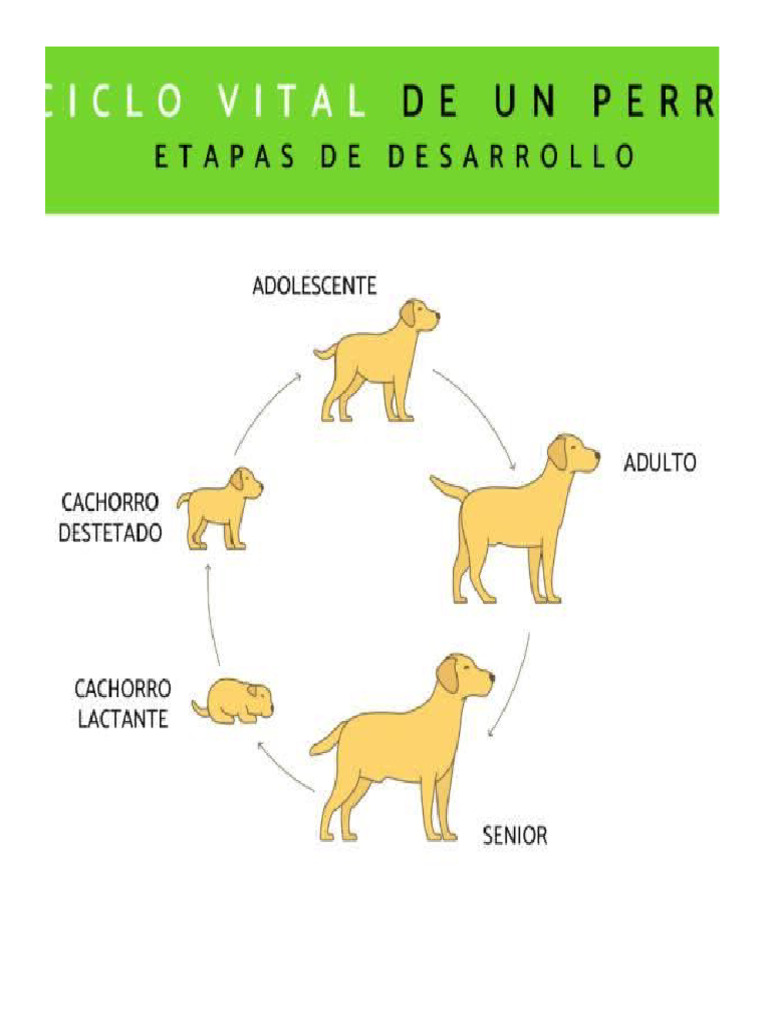ciclo de vida de los animales | PDF