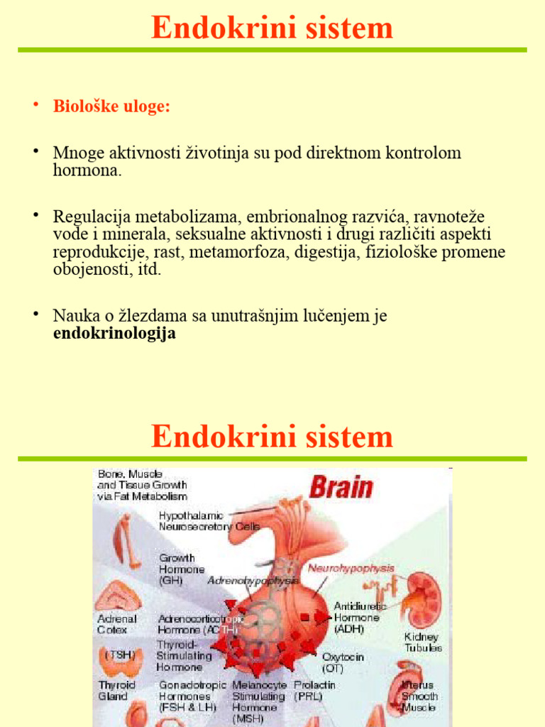 Embriologija - Hipofiza | PDF