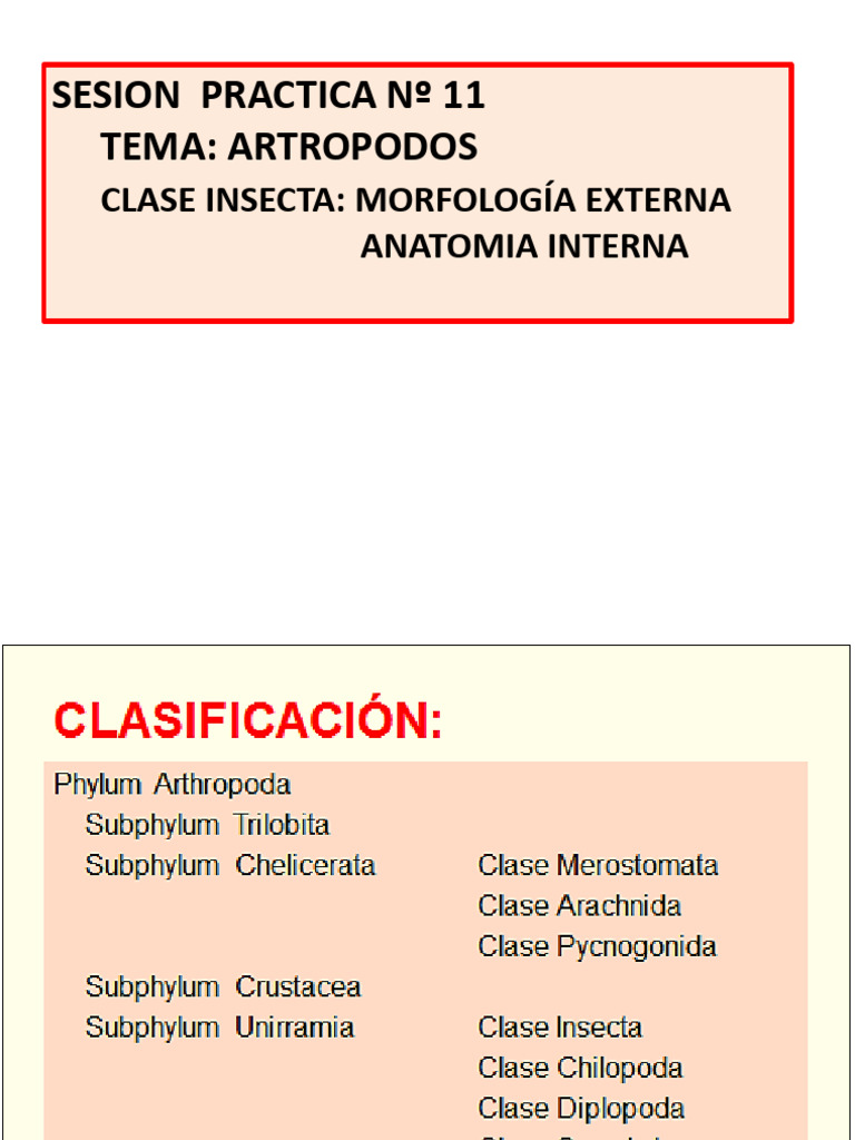 Zoo Inv - Practica Insecta 1 | PDF | Mosca | Anatomía Zoo Inv - Practica Insecta 1 | PDF | Mosca | Anatomía