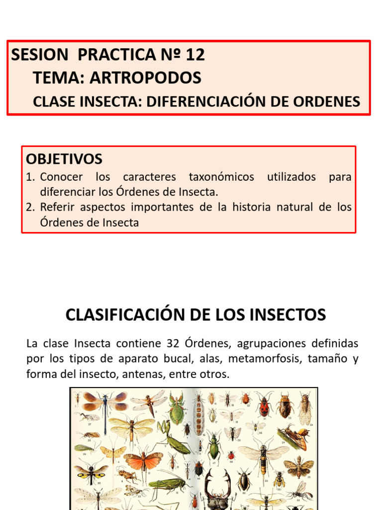 Zoo Inv - Practica Insecta 2 | PDF | Insectos | Mosca Zoo Inv - Practica Insecta 2 | PDF | Insectos | Mosca